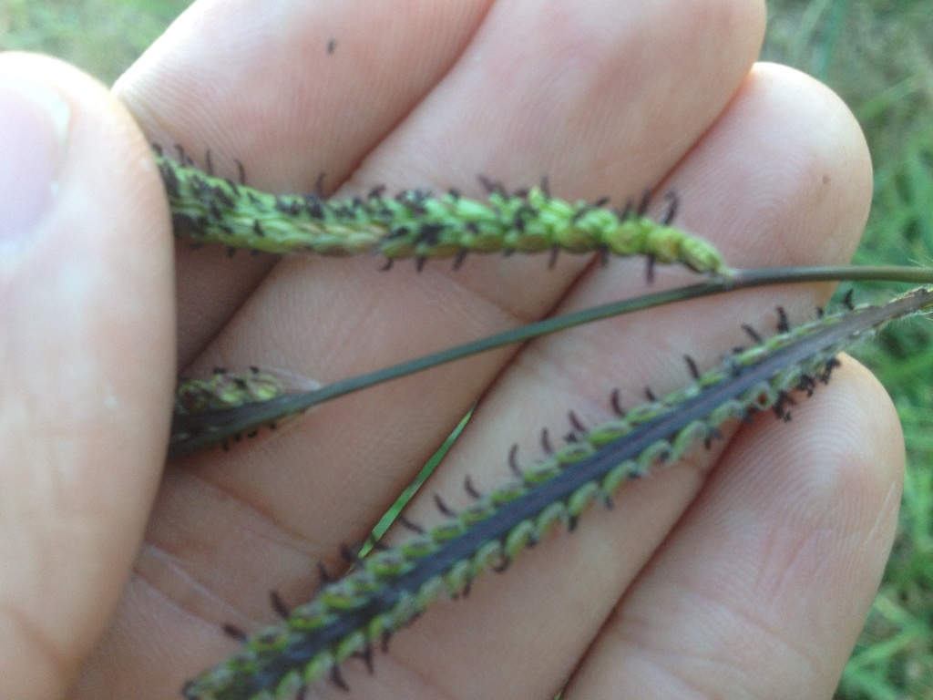 Dallis grass (Vascular Plants of Lost Cove Farm) · iNaturalist