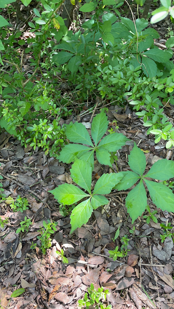 Virginia creeper from College Station on April 07, 2021 at 02:52 PM by ...
