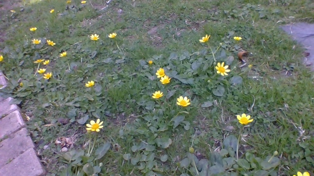 lesser celandine from Sea Cliff, NY, USA on April 7, 2021 at 04:12 PM ...