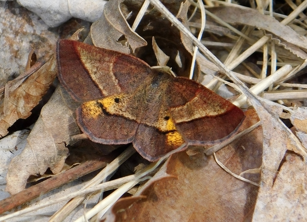 Yellow-washed Metarranthis Moth from Marion County, TN, USA on April 7 ...