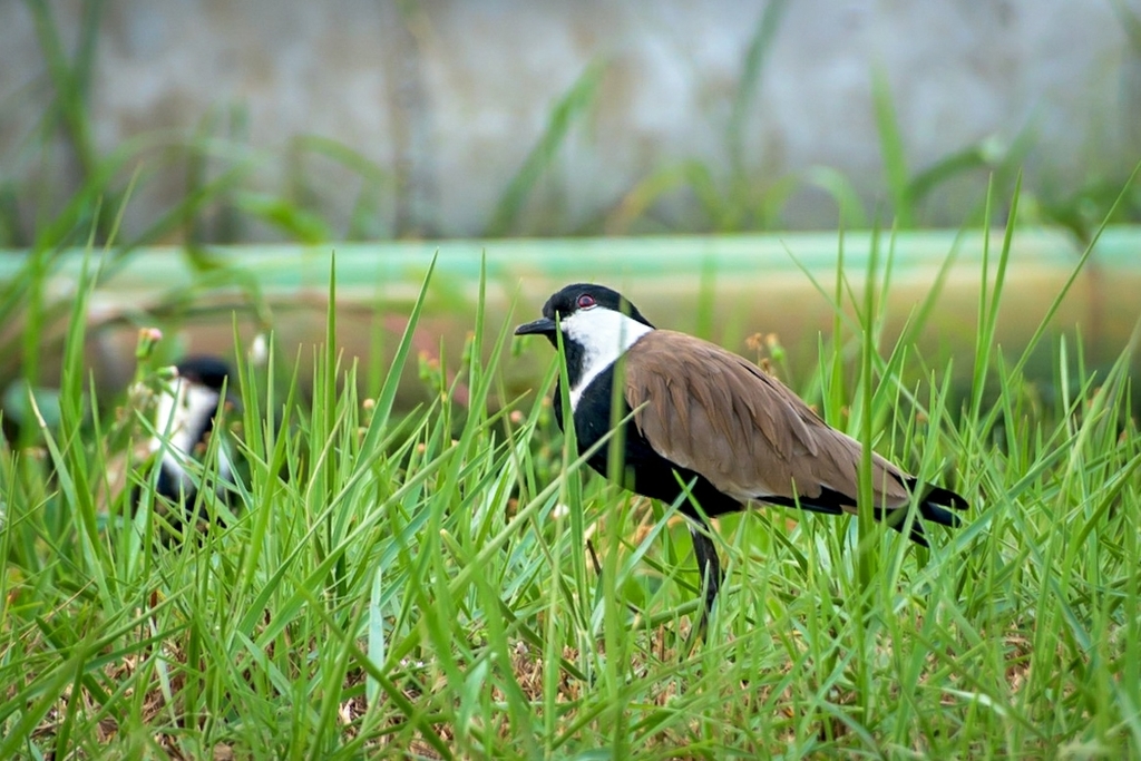 Spur-winged Lapwing in February 2020 by Udi Hills · iNaturalist