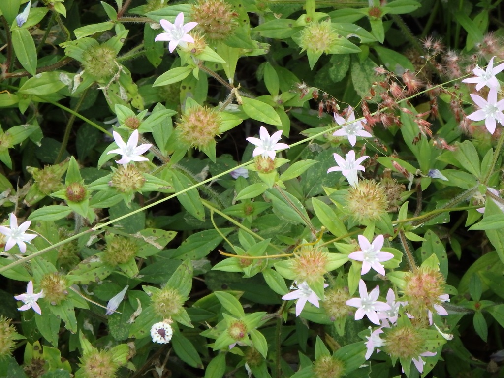 largeflower Mexican clover from 4050 N Dixie Hwy, Pompano Beach, FL ...