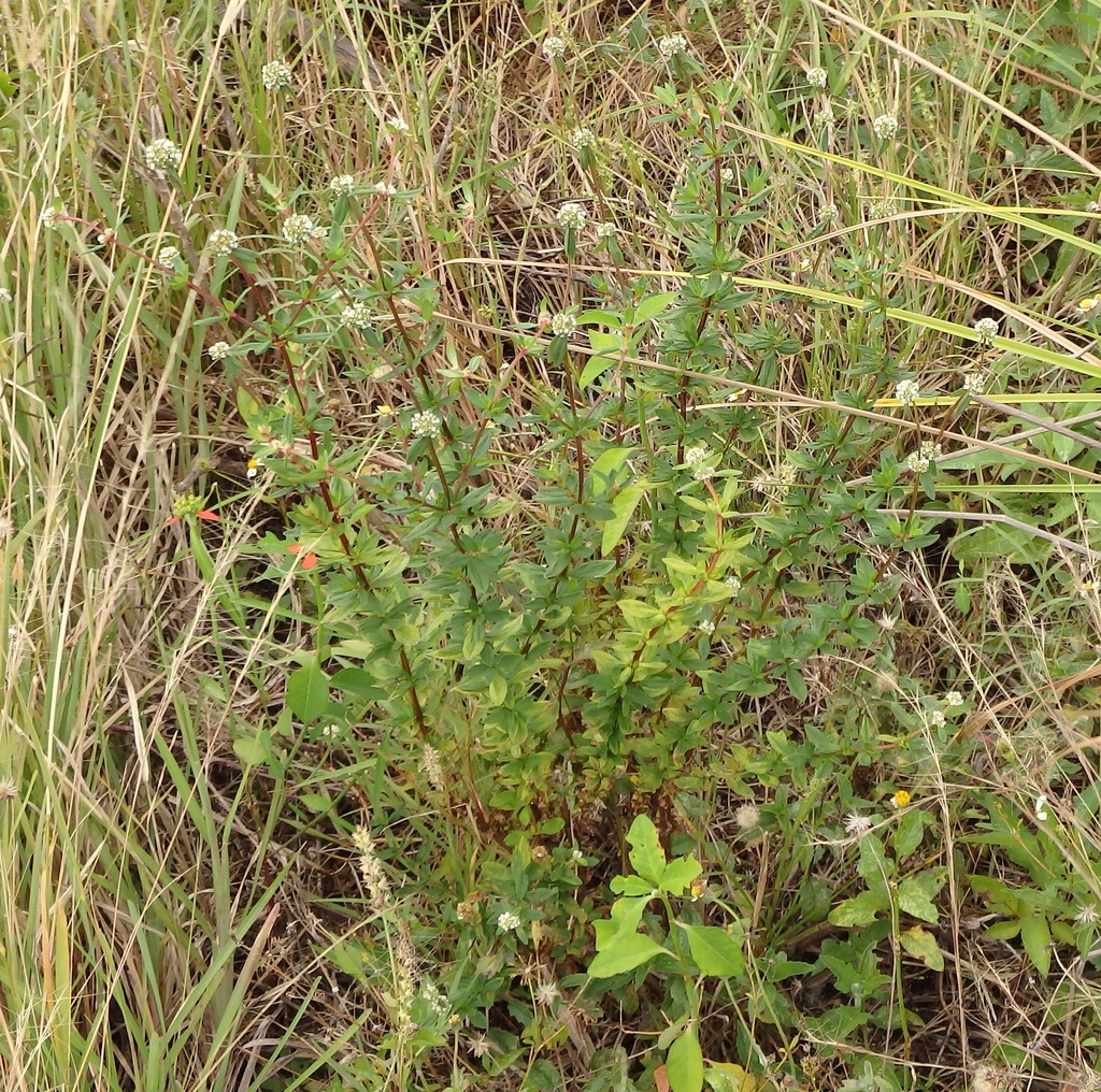 shrubby false buttonweed from 4050 N Dixie Hwy, Pompano Beach, FL 33064 ...