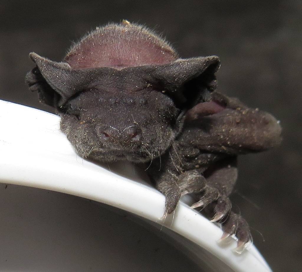 Free-tailed Bats (Molossidae) - Know Your Mammals