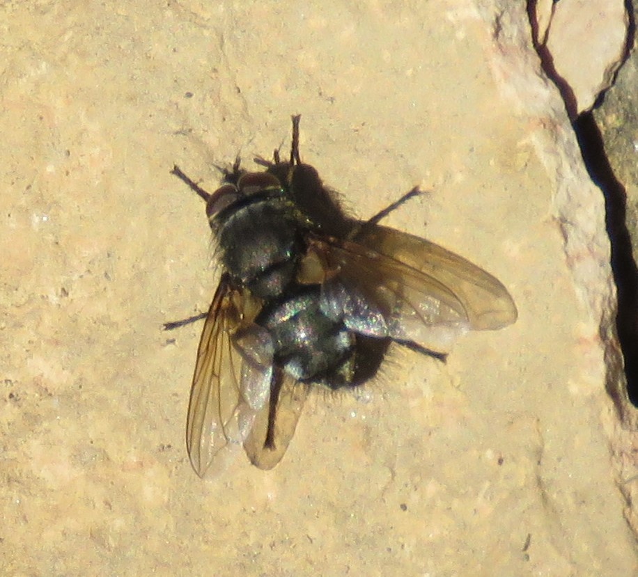 Calyptrate Flies from Woodside Dr, Colchester, VT 05446, USA on April 7 ...