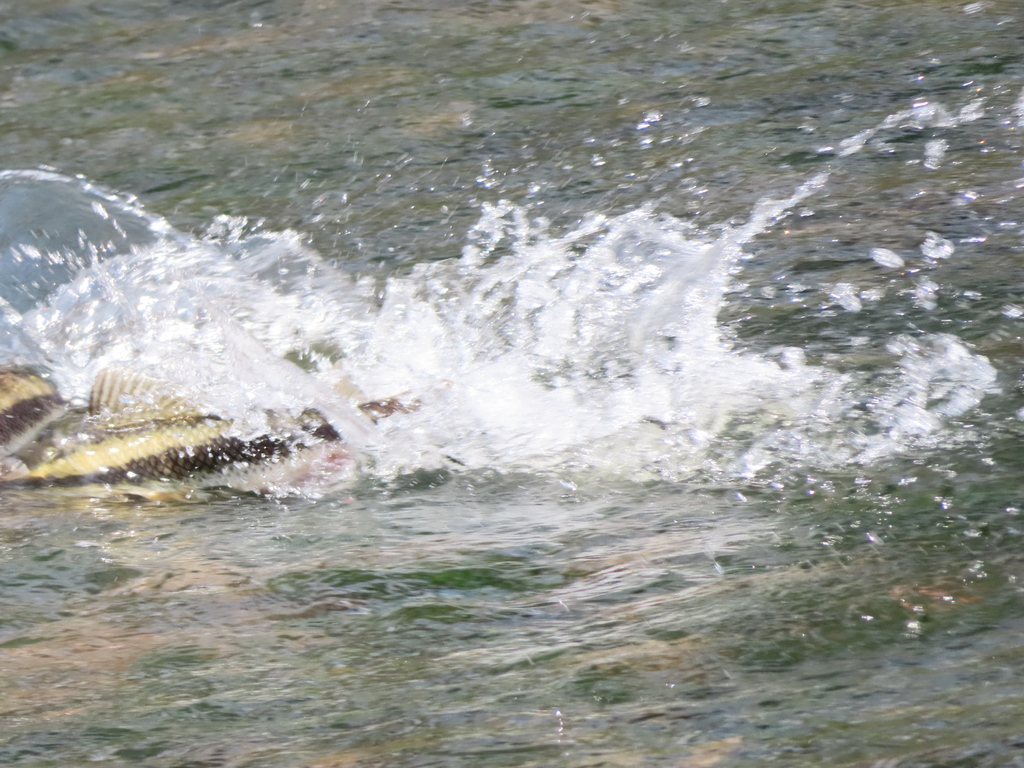 Common Suckers in April 2021 by Liz Krema · iNaturalist