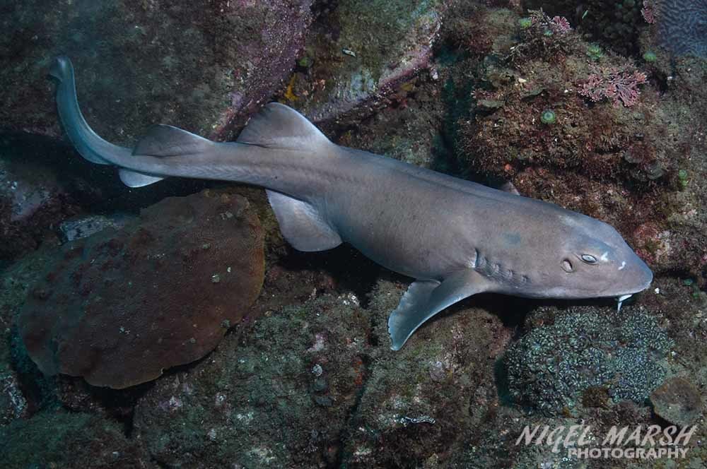 Carpet Sharks (Orectolobiformes) - Marine Life Identification
