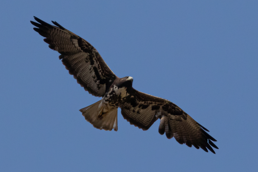 White-tailed Hawk from Cajones, Mor., México on April 7, 2021 at 10:01 ...