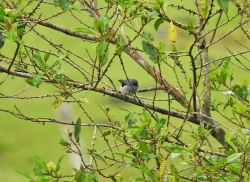 Subspecies Tangara inornata inornata · iNaturalist