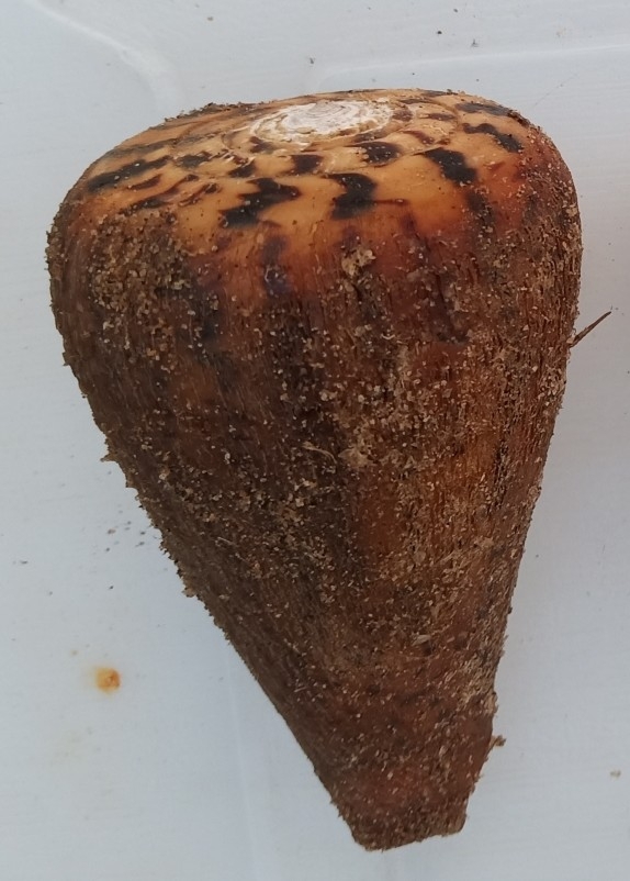 Conus suratensis Hwass, 1792