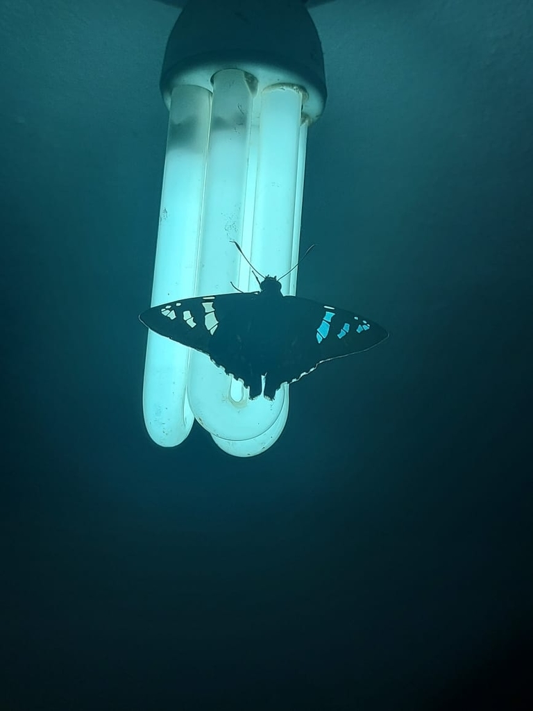 Hispaniolan Mangrove Skipper from Location: 18.243473, -70.196501 on ...