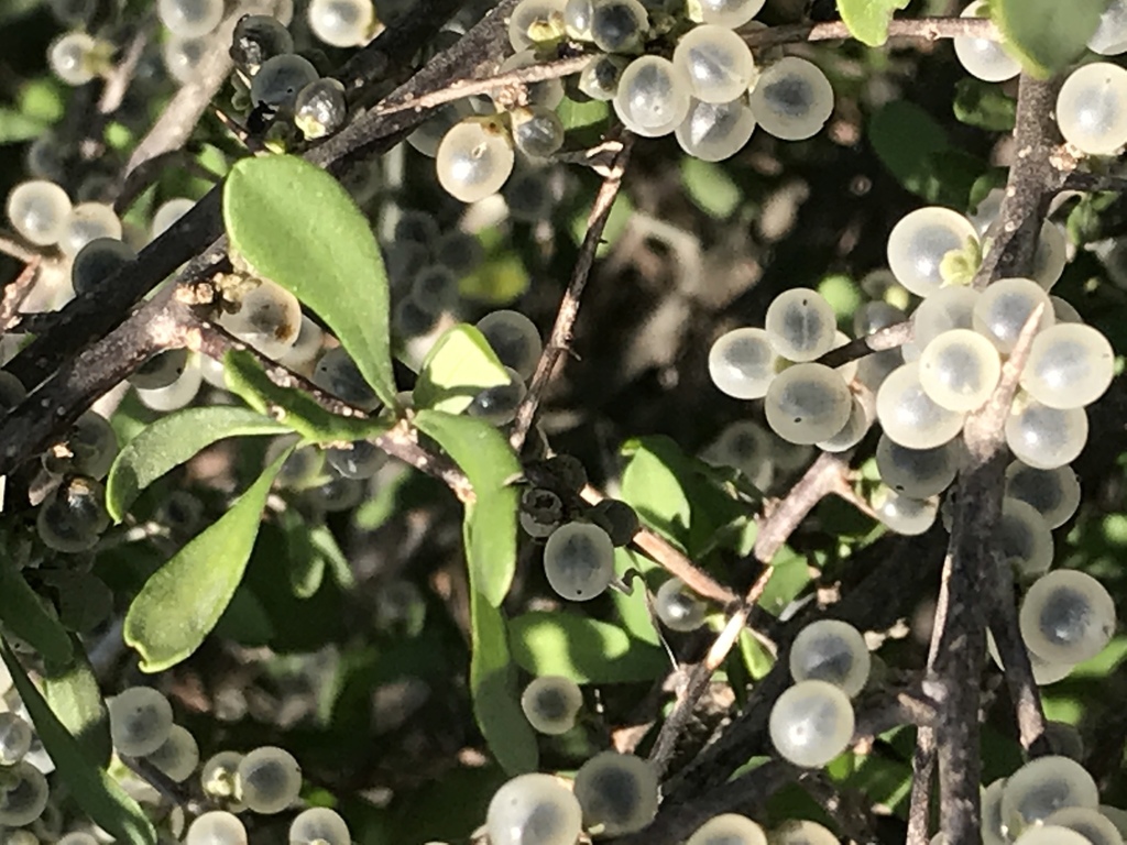 snake eyes (Phaulothamnus spinescens) - Botanical Realm