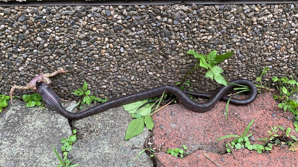Red-banded Snake from 中山路一段, 蘇澳鎮, TW on April 8, 2021 at 07:42 AM by ...
