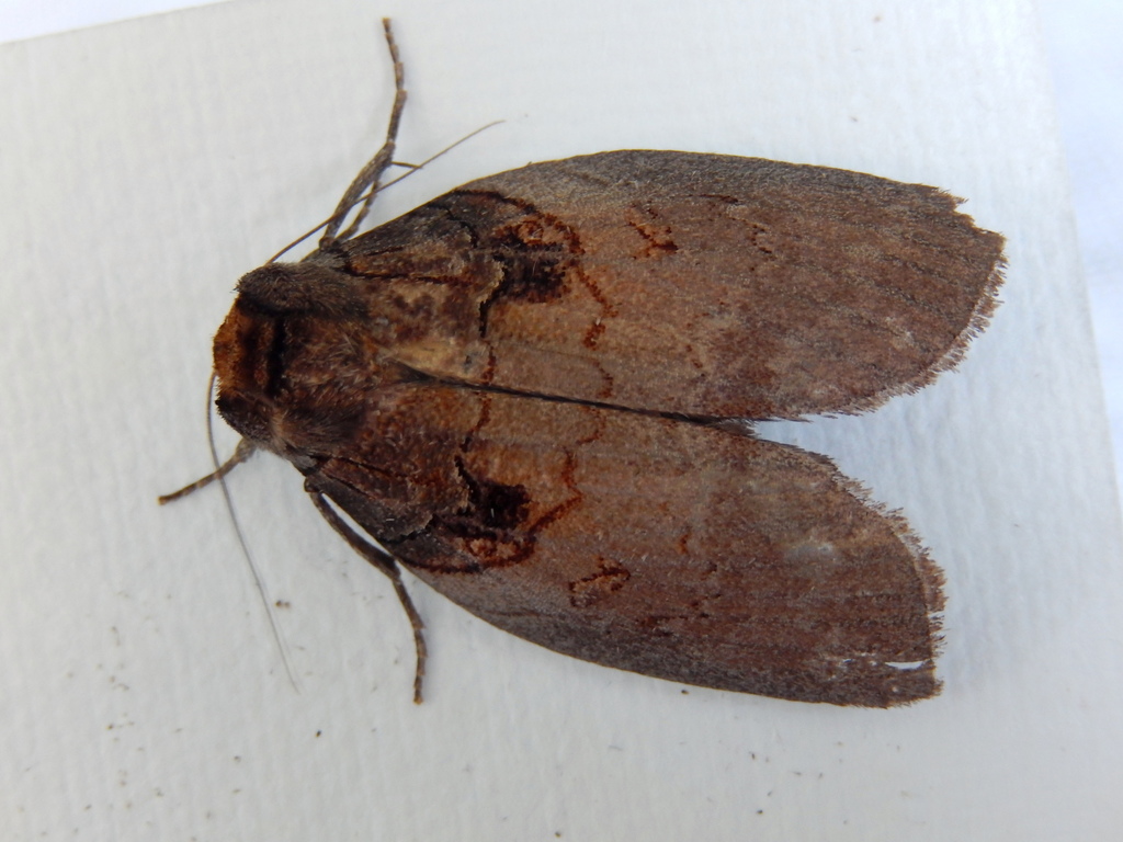 Discophlebia lipauges from Central Coast NSW, Australia on April 03, 2021 at 07:20 AM by Jack ...