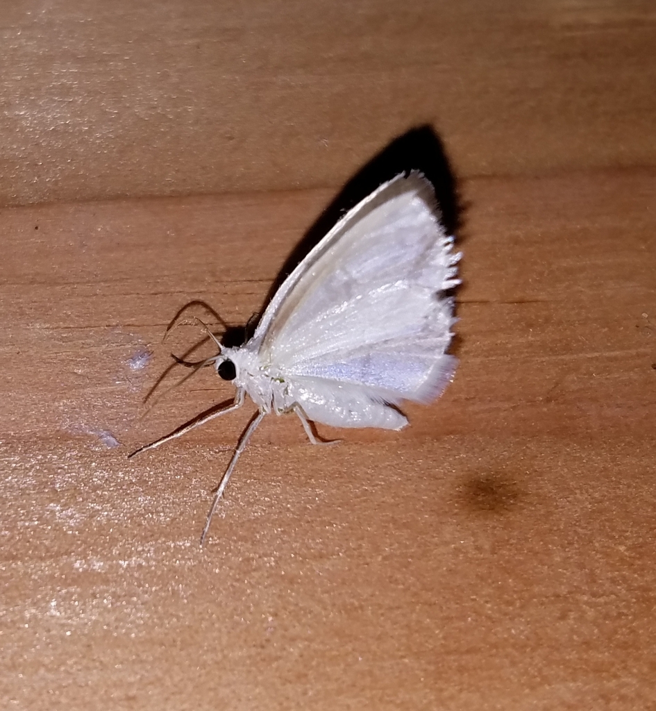 White Spring Moth from Big Falls Rd on April 7, 2021 at 09:14 PM by ...