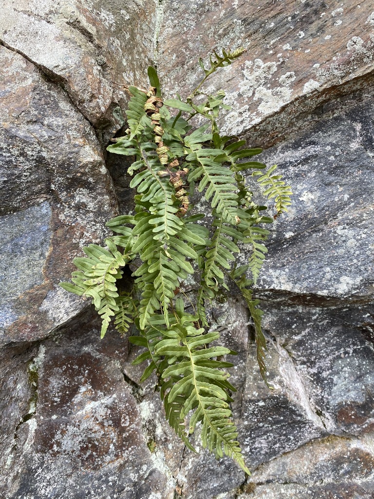 polypody ferns from Grayson Highlands State Park, Grayson County, VA ...