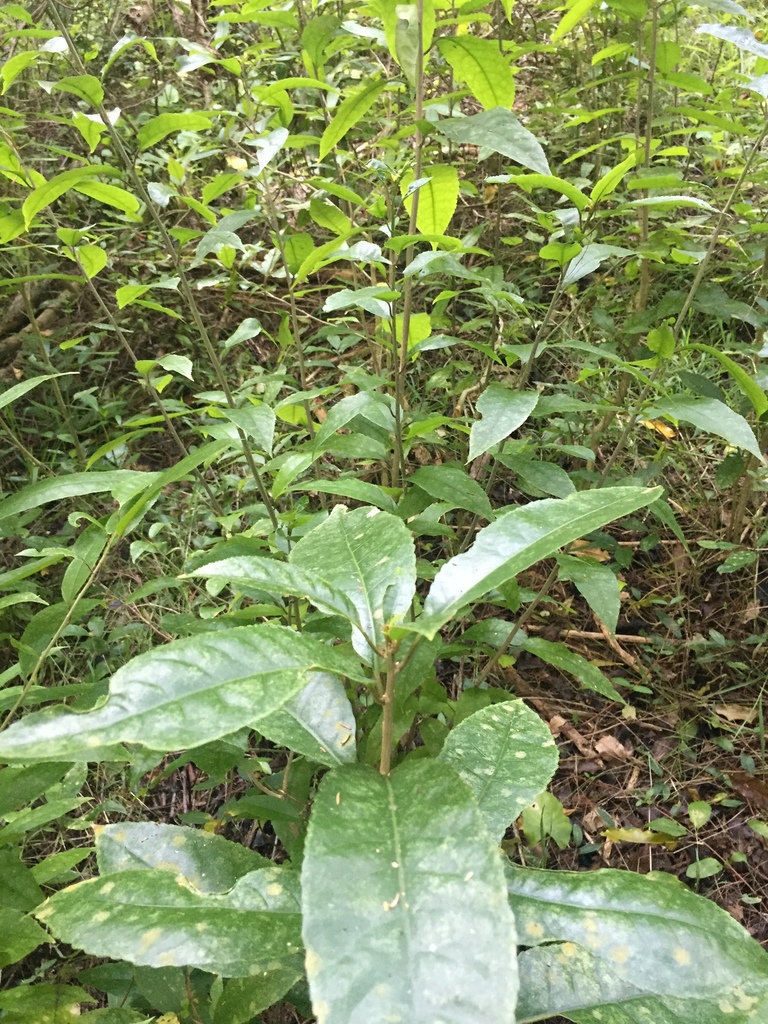 Mahoe from Dinsdale, Hamilton, New Zealand on April 08, 2021 at 03:48 ...