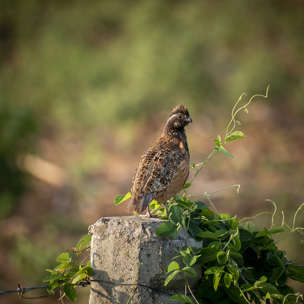 Codorniz cotuí en junio 2020 por José Castillo Romero · iNaturalist Mexico