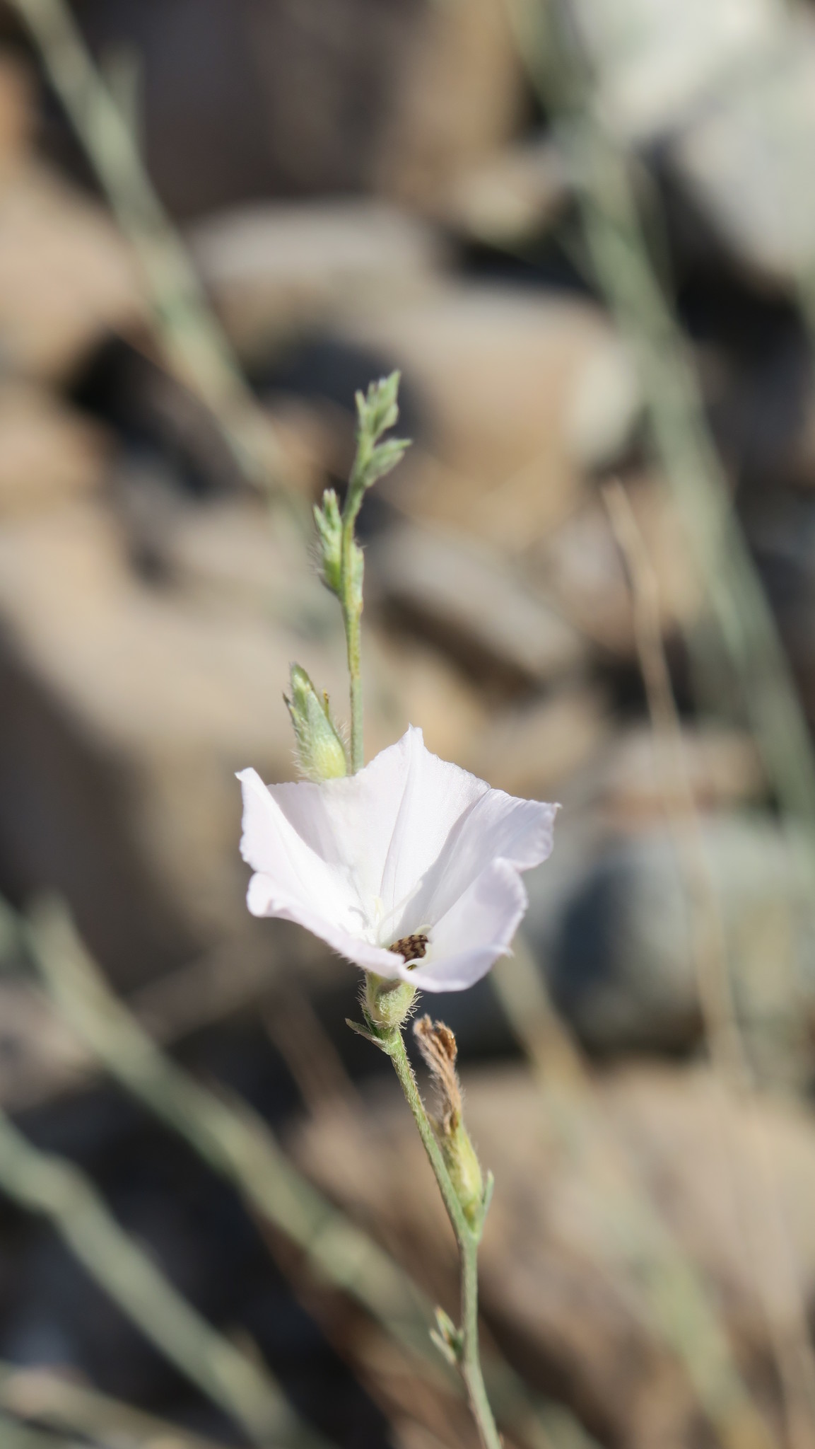Convolvulus prostratus Forssk.