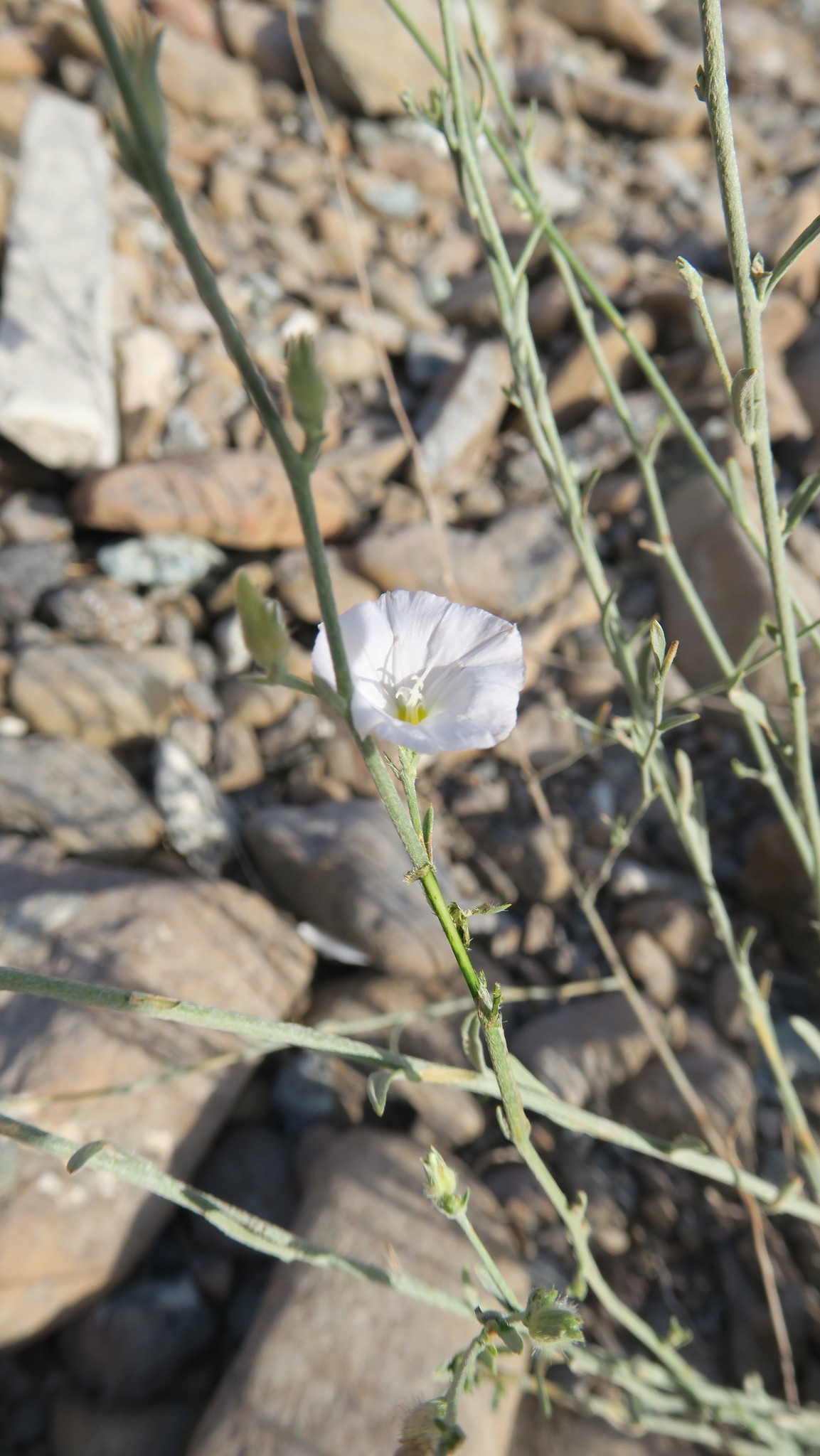 Convolvulus prostratus Forssk.