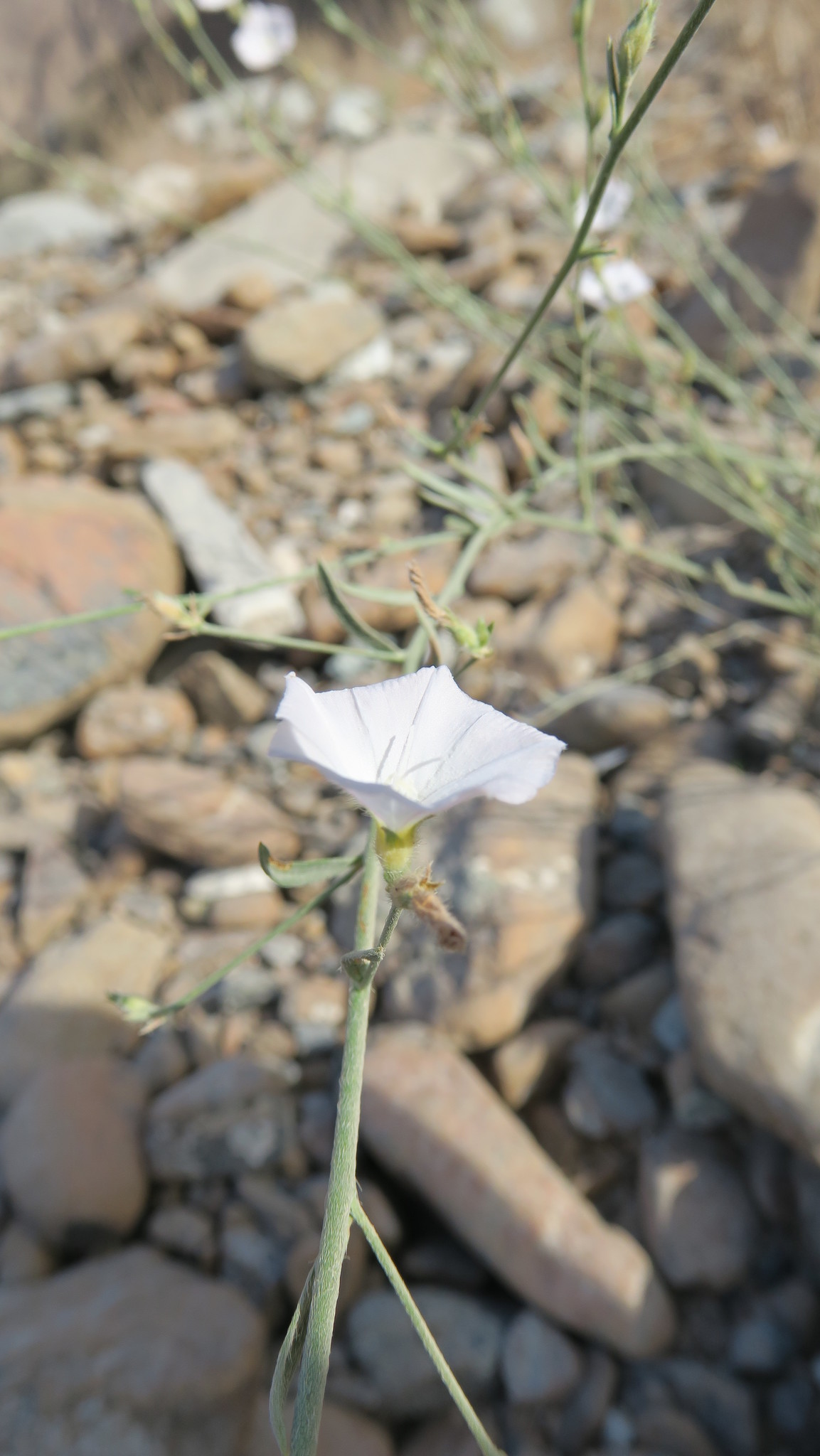 Convolvulus prostratus Forssk.