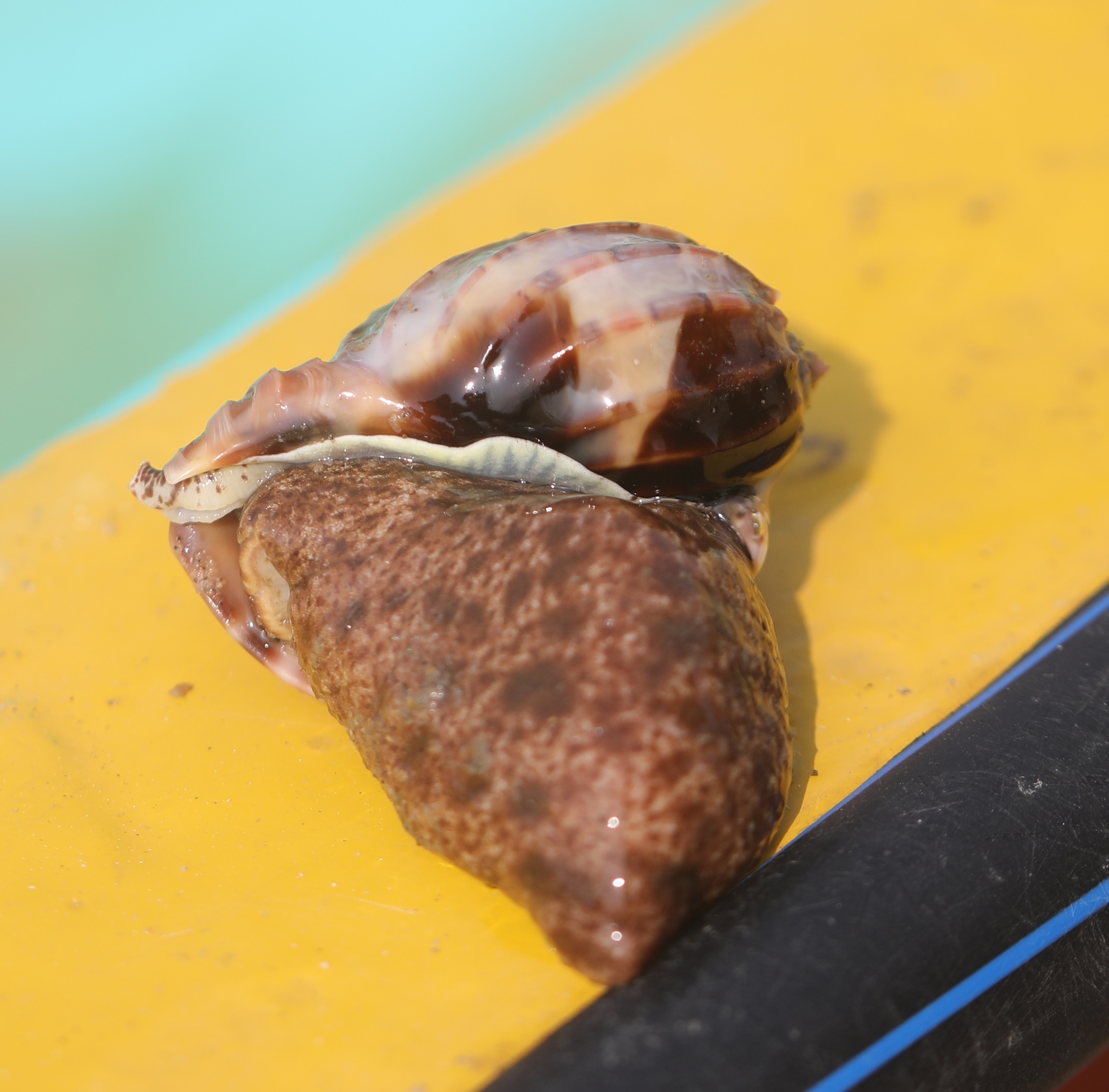 Harpa davidis Röding, 1798