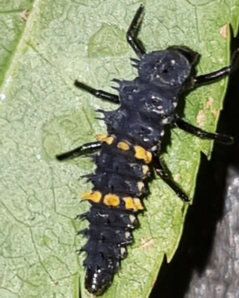 Large Spotted Ladybird from Ballarat VIC, Australia on April 08, 2021 ...