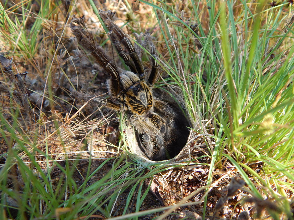 Cranial Horned Baboon Spider from Matobo, Zimbabwe on April 5, 2021 at ...