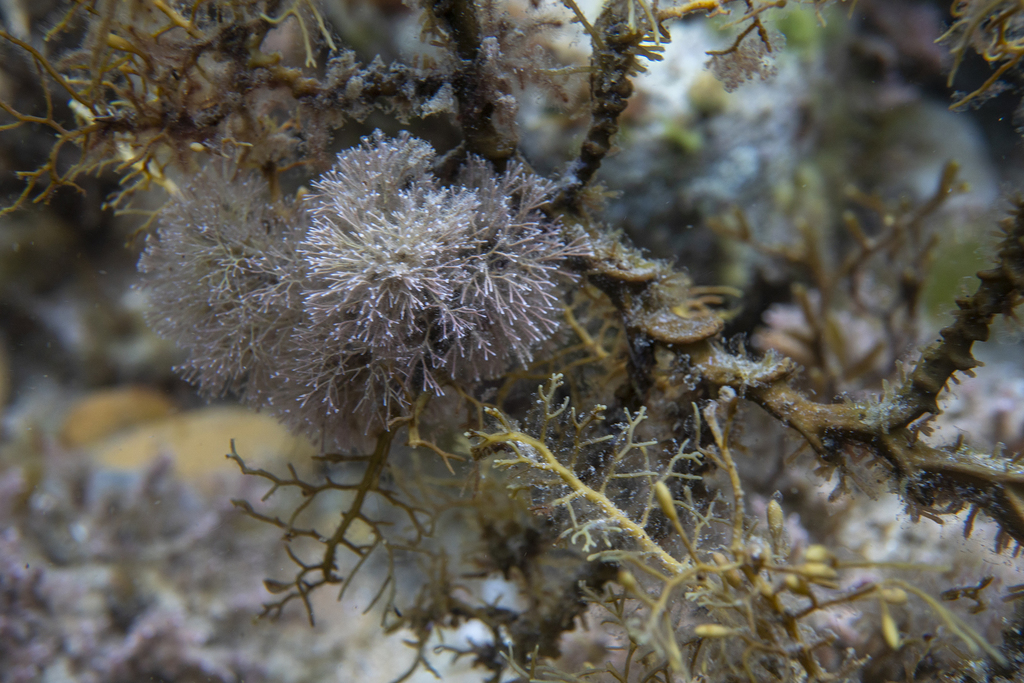Red Coralline Algae from Tasmania, Australia on March 11, 2021 at 12:15 ...