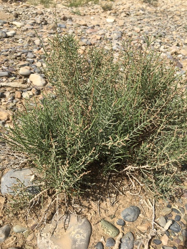 Haloxylon articulatum · iNaturalist