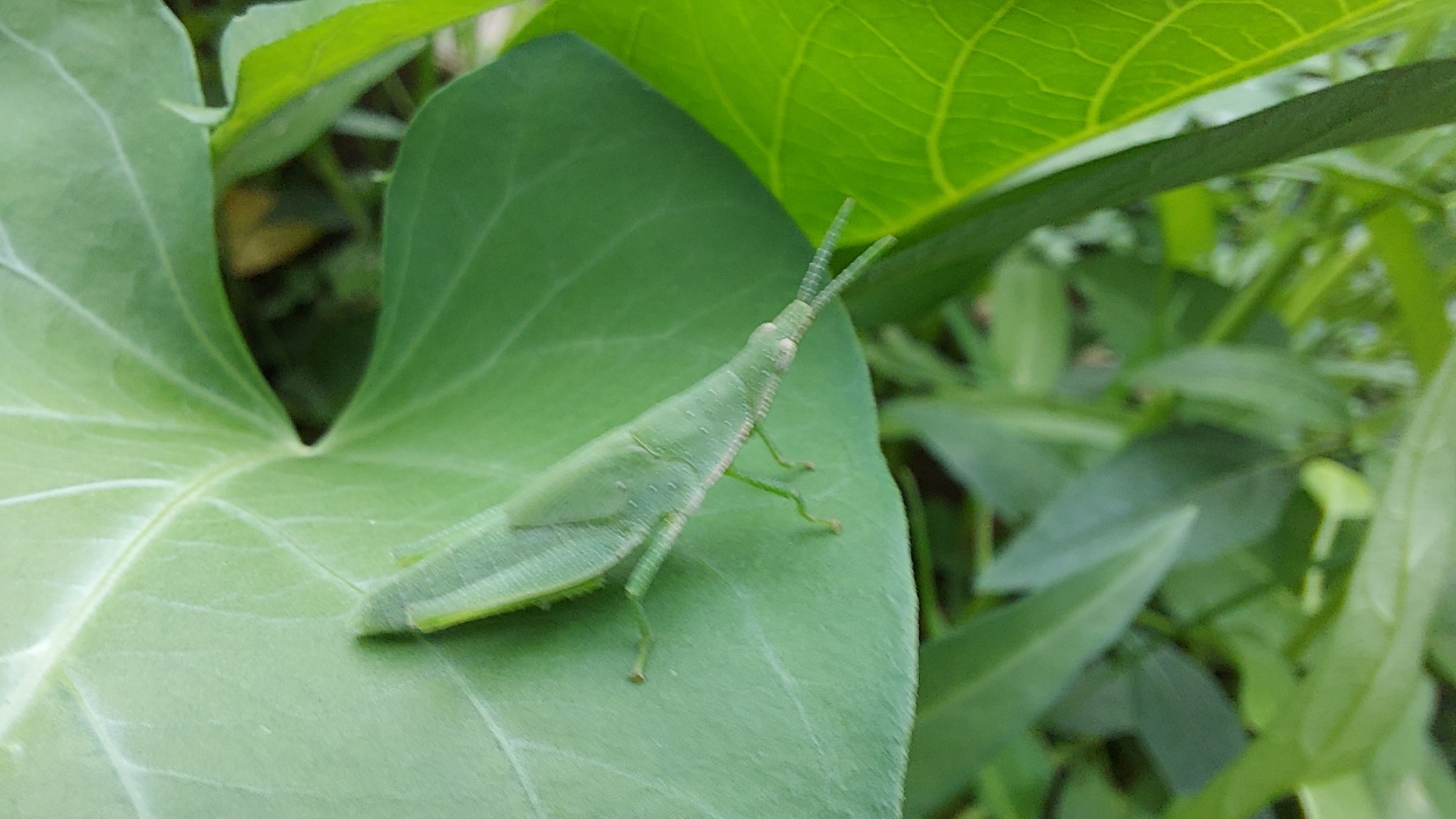 Tagasta marginella (Thunberg, 1815)