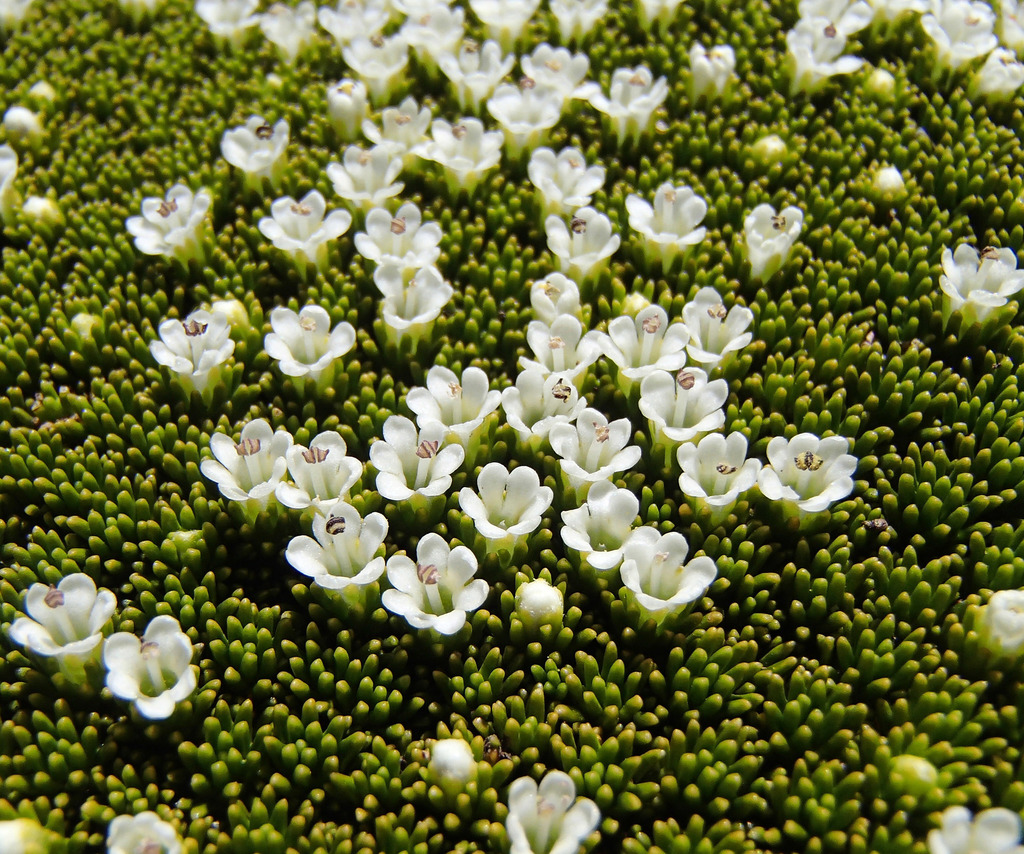 triggerplant family (Stylidiaceae) - Botanical Realm