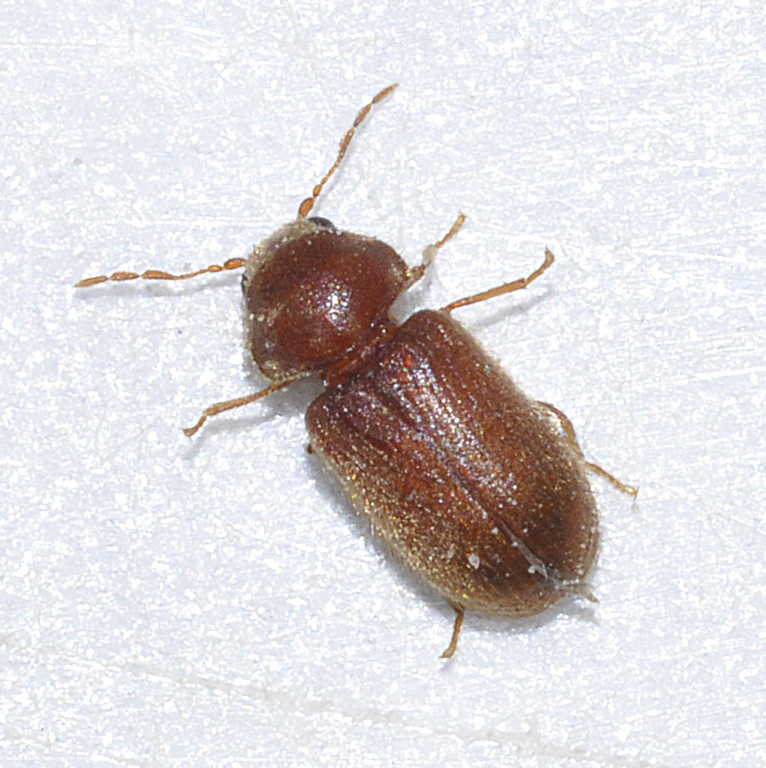 Drugstore Beetles