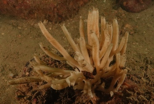 Heteropia glomerosa · iNaturalist
