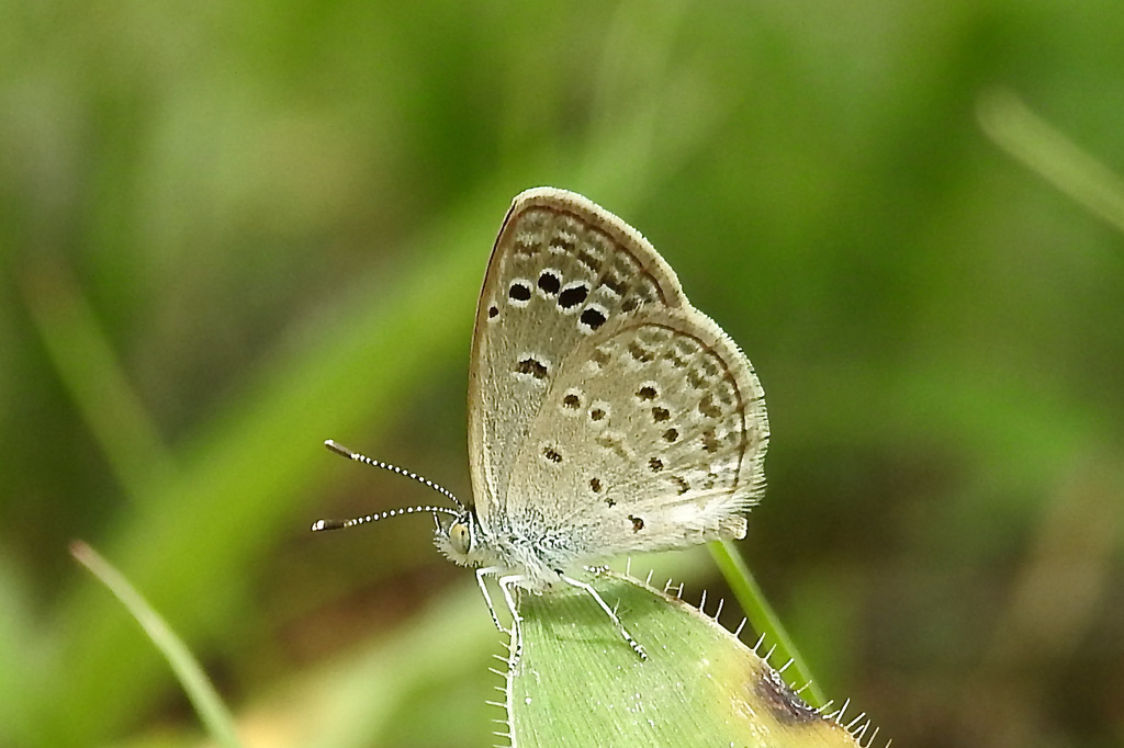 Lesser Grass Blue in August 2019 by Hopeland · iNaturalist