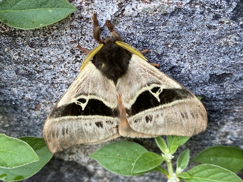 Dirphia acidalia · iNaturalist