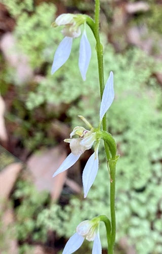Subspecies Eriochilus dilatatus magnus · iNaturalist