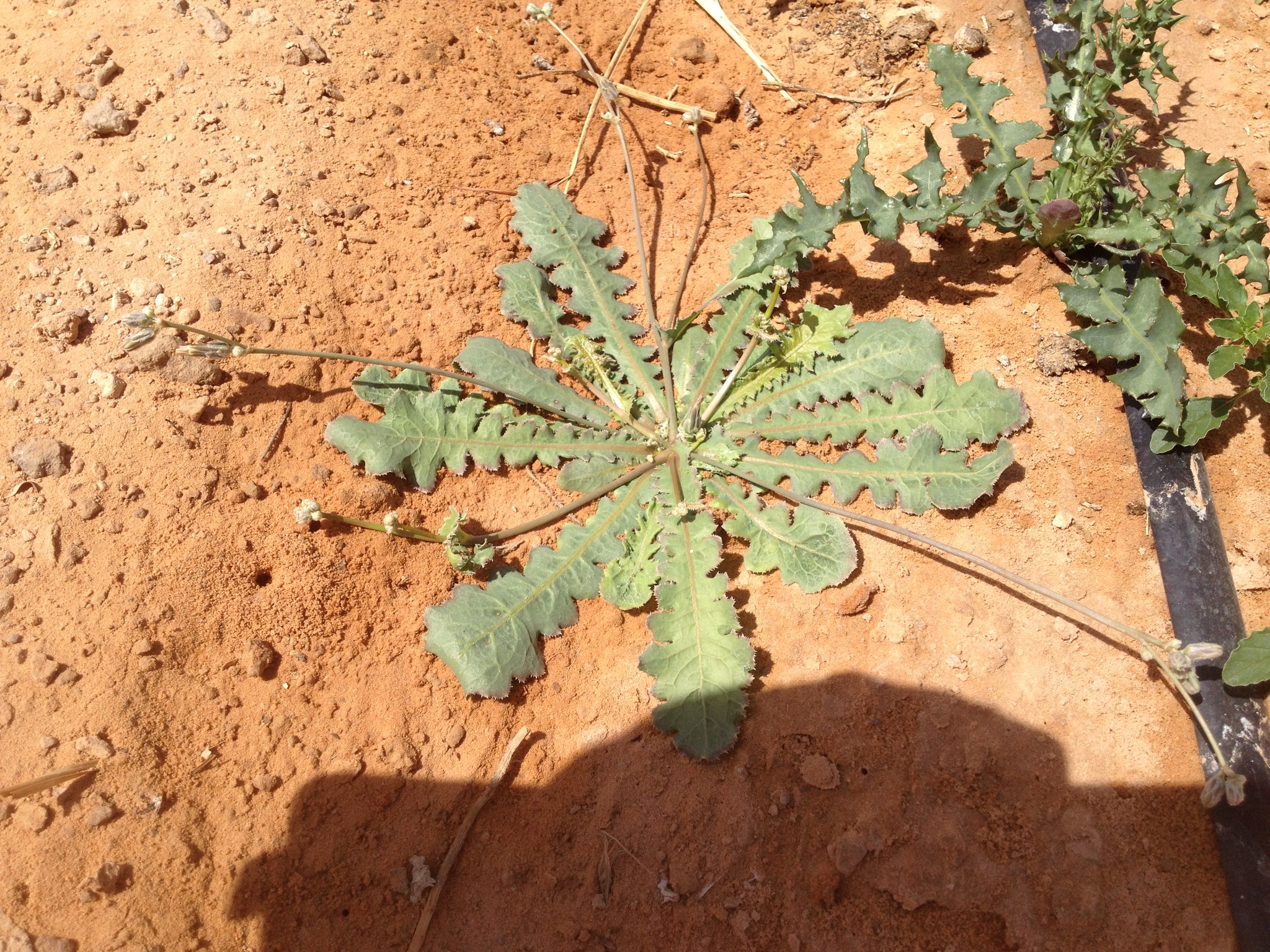Launaea capitata (Spreng.) Dandy