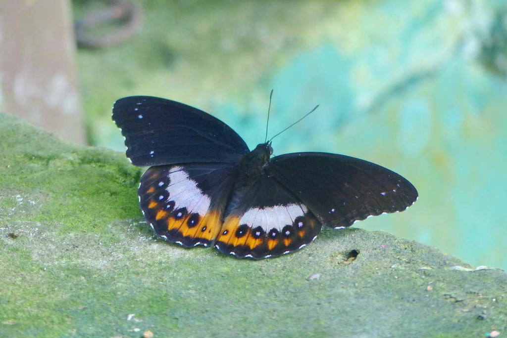 Hypolimnas pandarus from Maluku Tengah, Moluques, Indonésie on March 24 ...