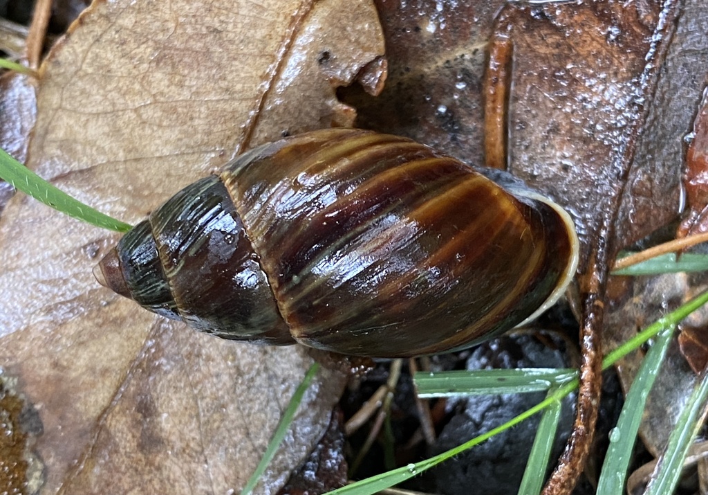 Bothriembryon fuscus in April 2021 by Loxley Fedec · iNaturalist