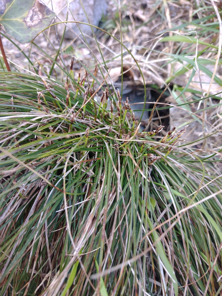 Dwarf Sedge from Clifton, Bristol, UK on April 8, 2021 at 10:20 AM by ...