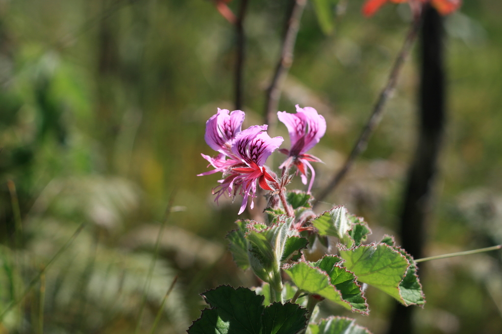 Heartleaf Storksbill (Geranium Family of North America) · iNaturalist