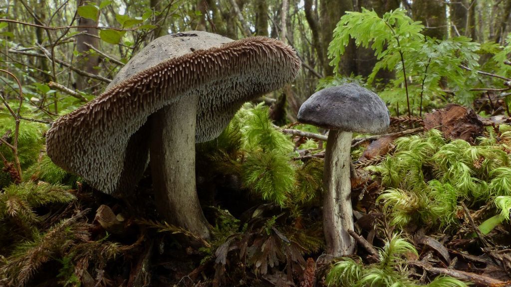 Sarcodon carbonarius from arnold river on April 09, 2014 by Steve ...