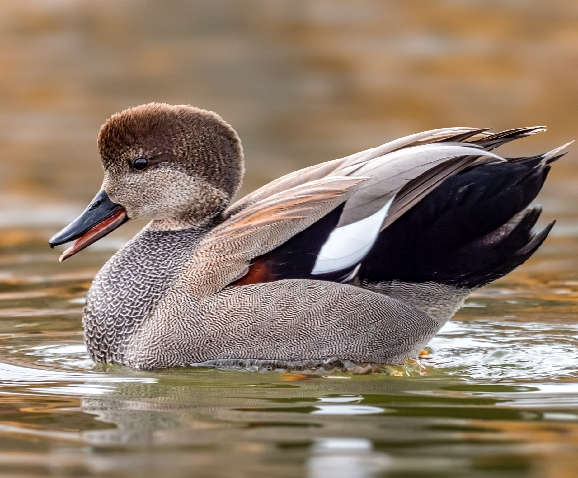 Drake Gadwall