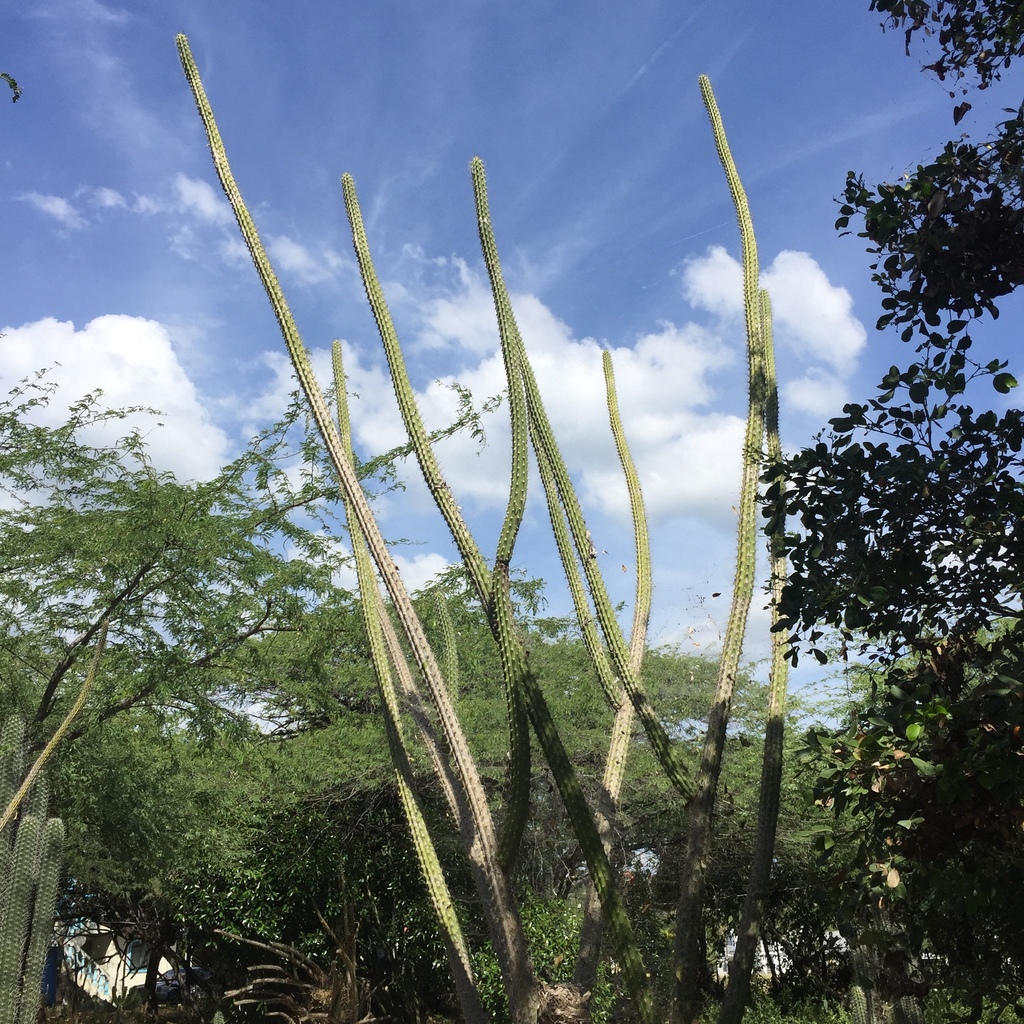 Harrisia gracilis from Saint Elizabeth, Saint Elizabeth, Cornwall ...