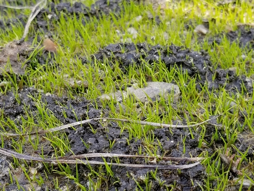 Mat-forming Quillwort (Isoetes tegetiformans) · iNaturalist