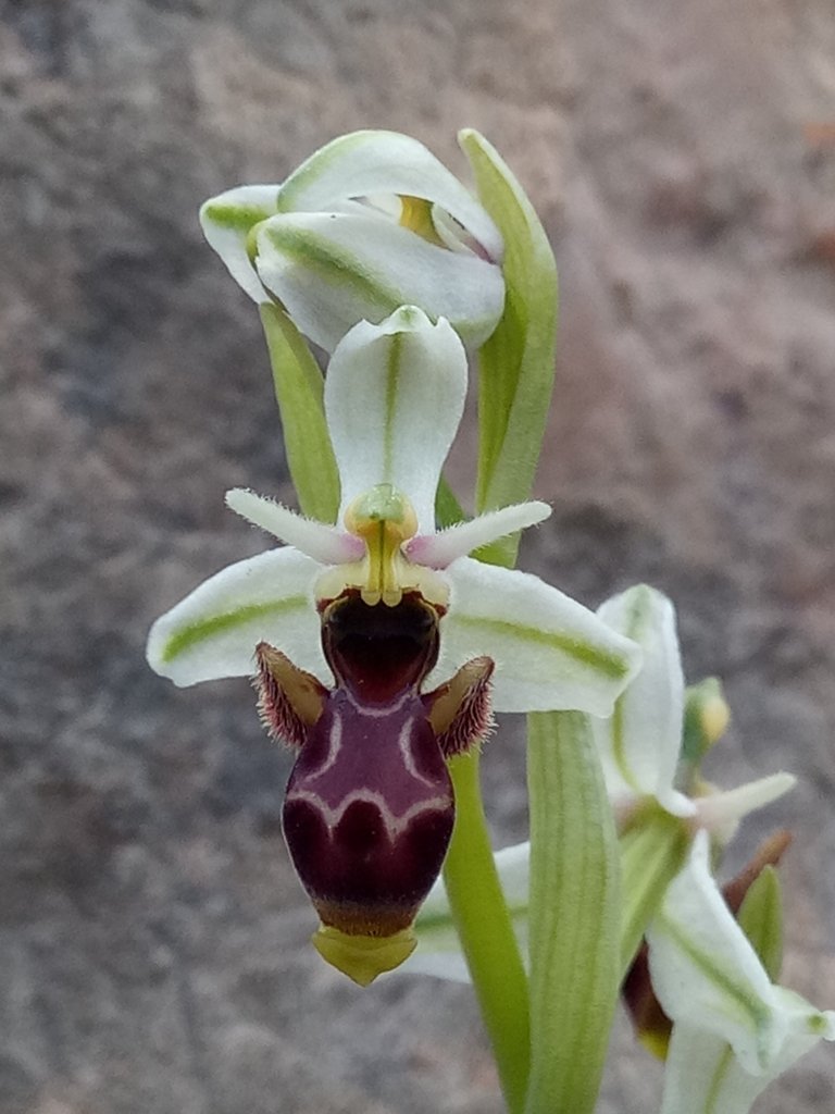 Ophrys scolopax apiformis (Orchidaceae La Rioja) · iNaturalist