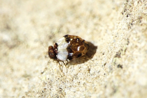 Genus Chelyopsocus · iNaturalist