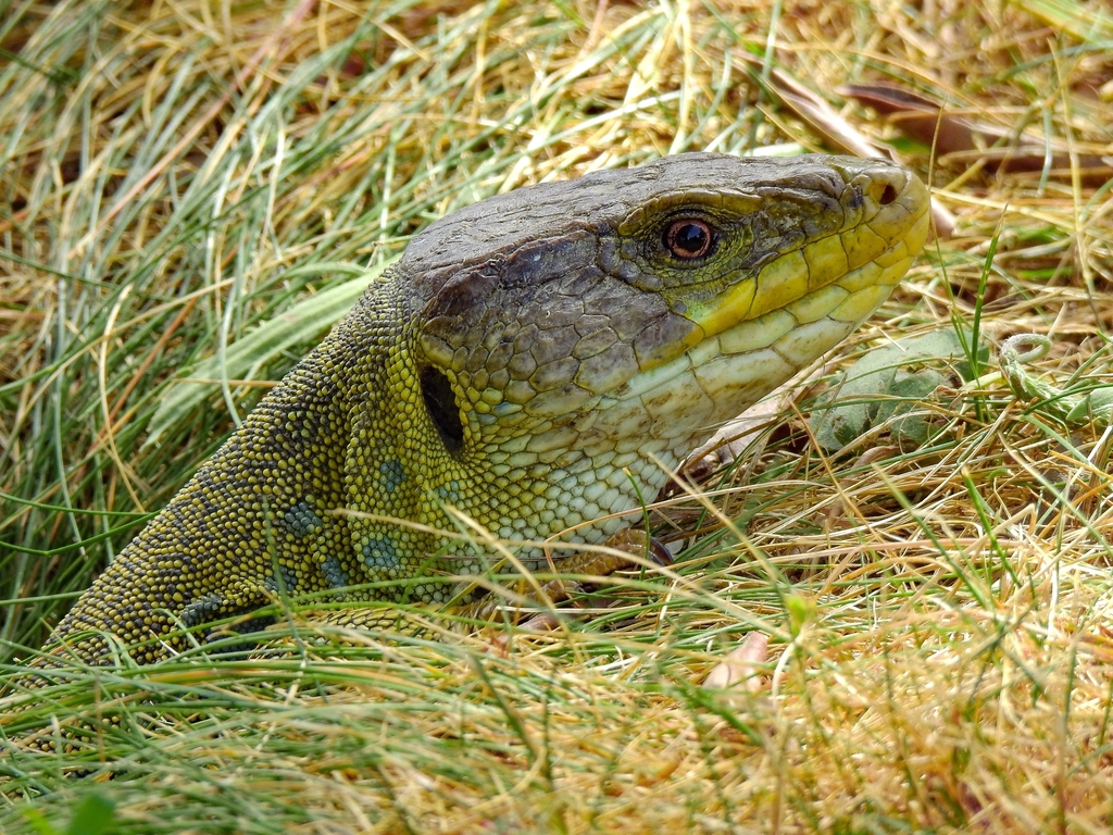 Ocellated lizard from Almada, Portugal on April 8, 2021 at 02:33 PM by ...