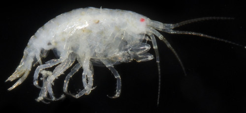 Parametopella cypris · iNaturalist Ecuador